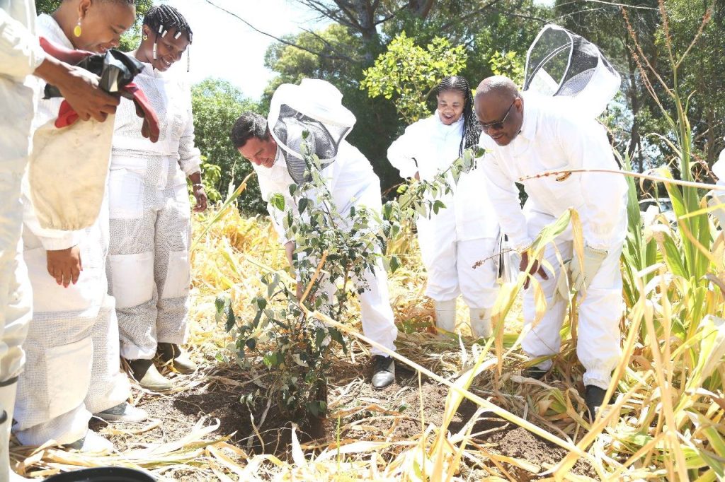 Minister Steenhuisen Announces Comprehensive Plan to Boost Local Honey ...